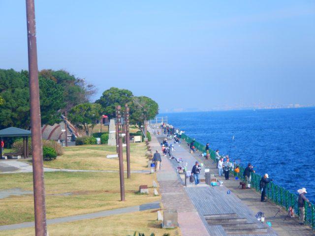 11月1日釣場情報（8:30現在） - 横須賀市観光協会