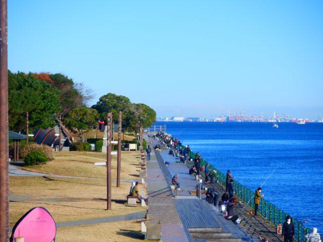 11月30日釣場情報（8:30現在） - 横須賀市観光協会