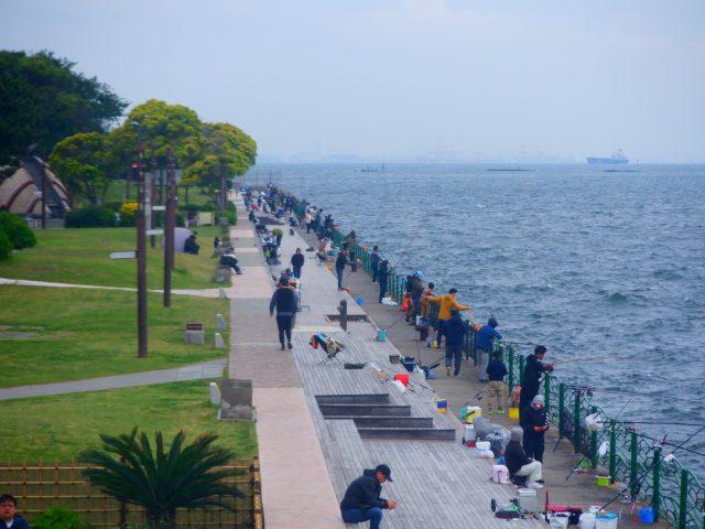 5月24日釣場情報（8:30現在） - 横須賀市観光協会