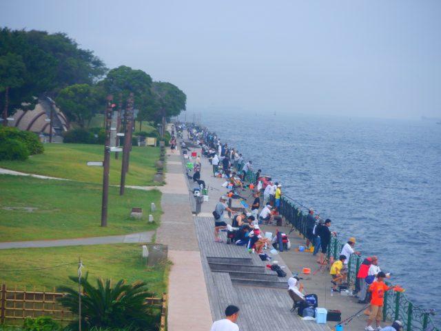 8月13日釣場情報（8:30現在） - 横須賀市観光協会